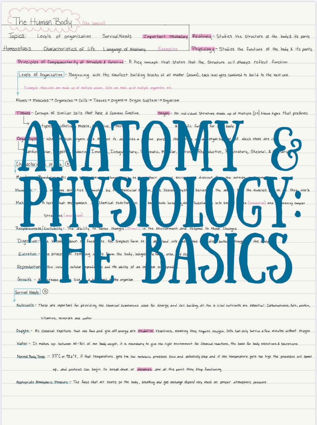 Anatomy & Physiology PDF Notes; the Basics Printable - Etsy