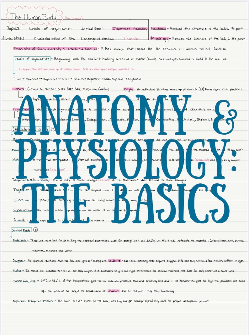Anatomy Physiology PDF Notes The Basics Printable Etsy
