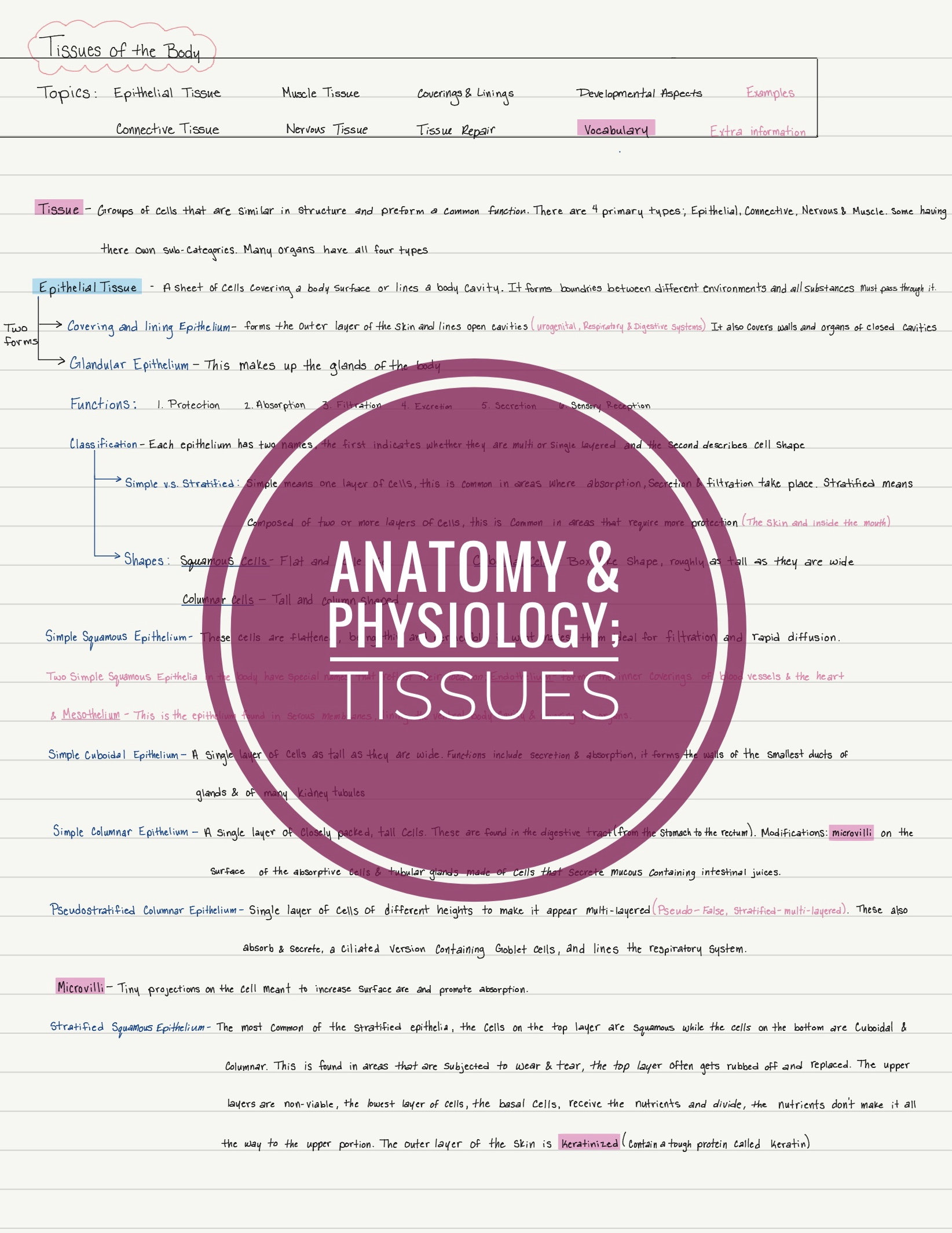 Anatomy & Physiology PDF Notes; Tissues - Etsy