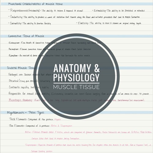Anatomy and Physiology the Muscular System PDF Notes - Etsy