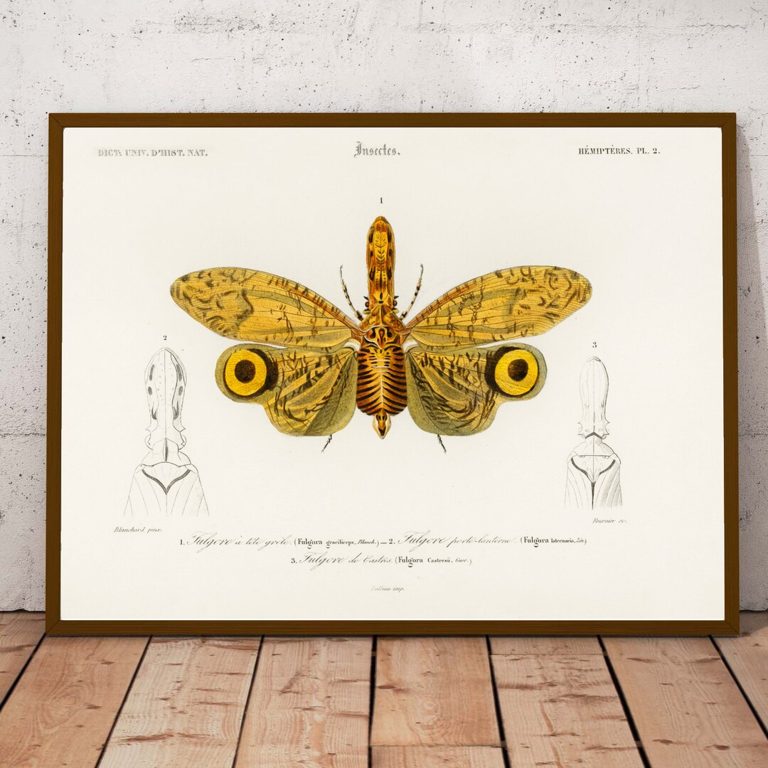 Fulgora Antique Vintage Wall Art Print Colonial Insect Gift - Etsy