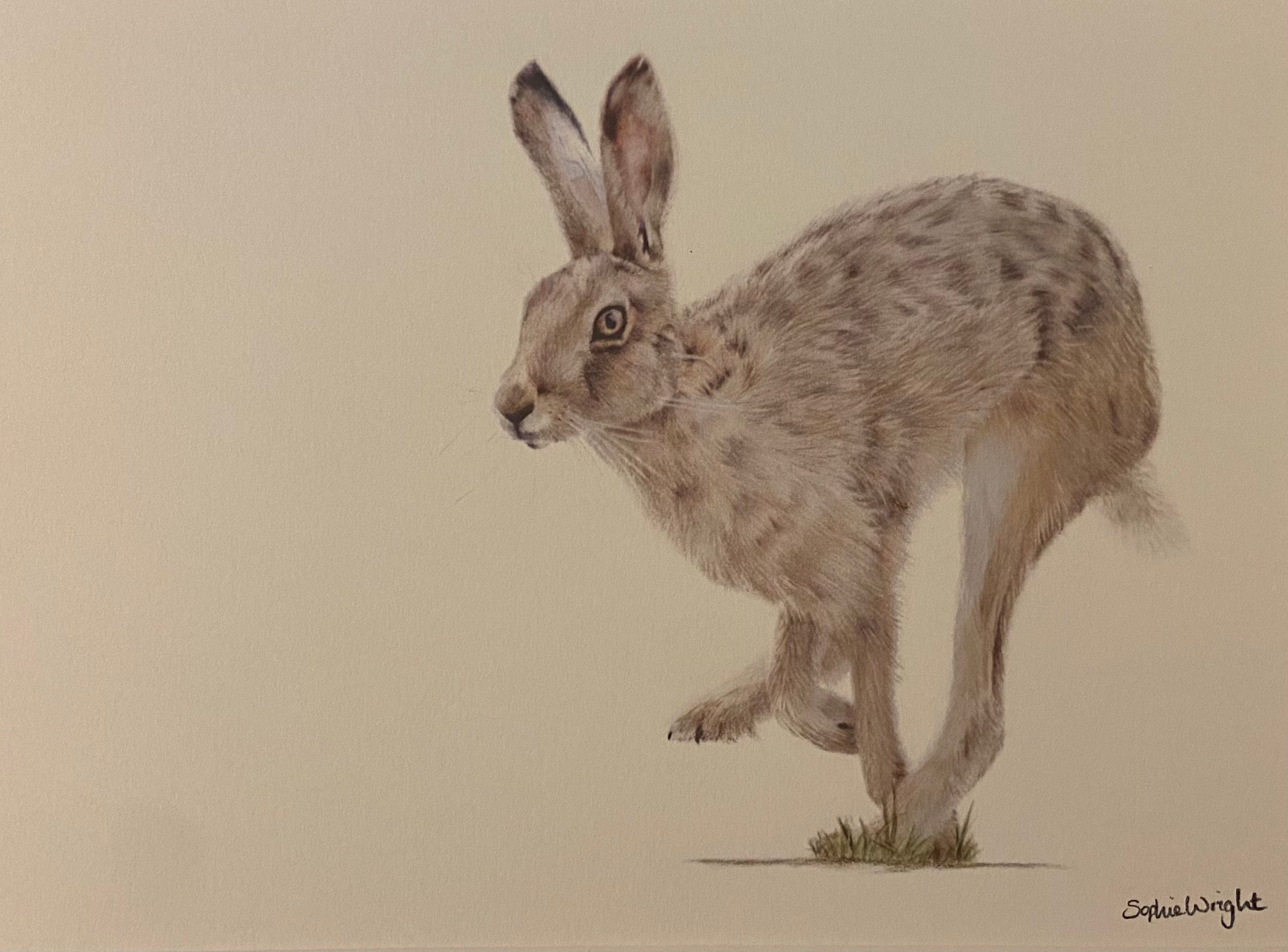 Hare Print - Animal Prints - Wildlife Print - Giclee Fine Art Prints ...