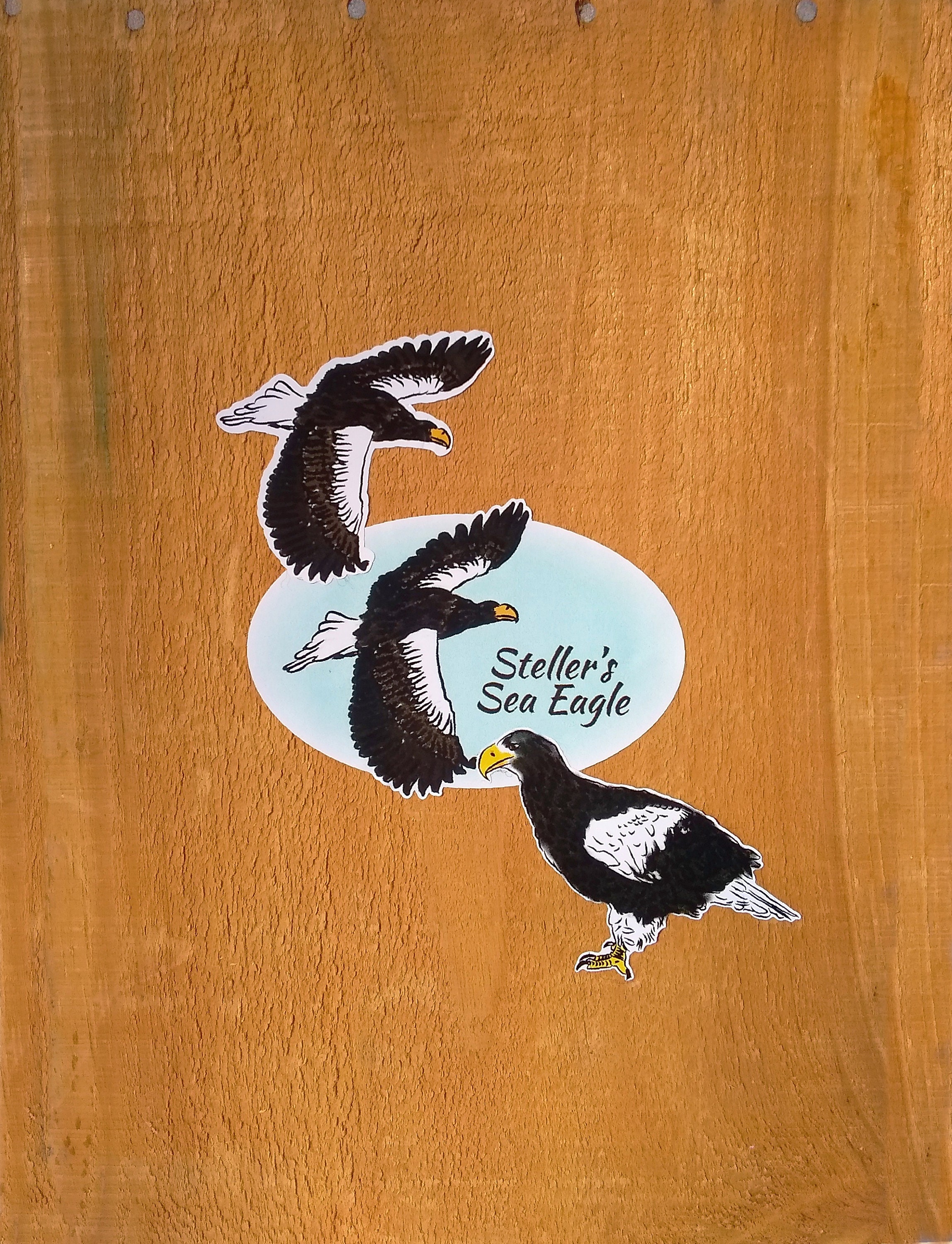 Steller's Sea Eagle Sticker/decal - Etsy