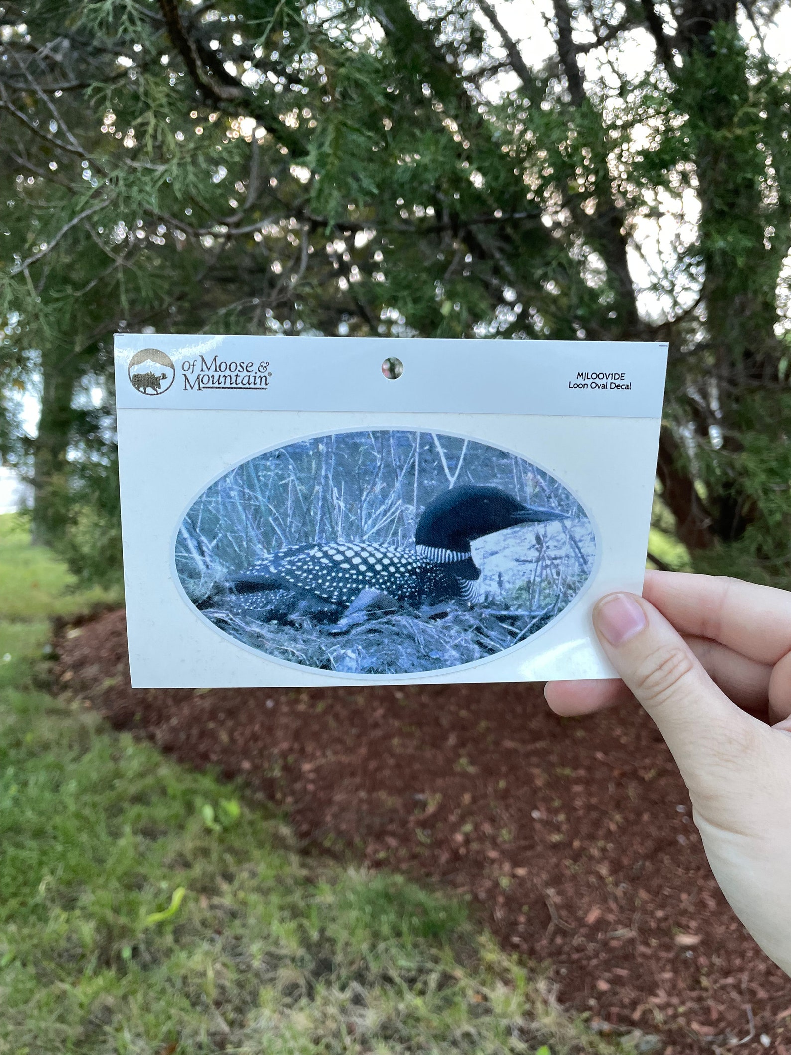 Loon Oval Sticker/decal - Etsy