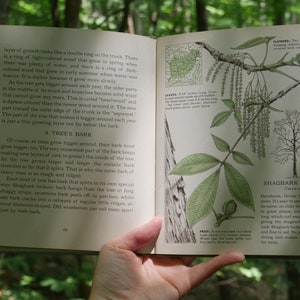 The First Book of Trees | M. B. Cormack | Classic Children’s Nature ...