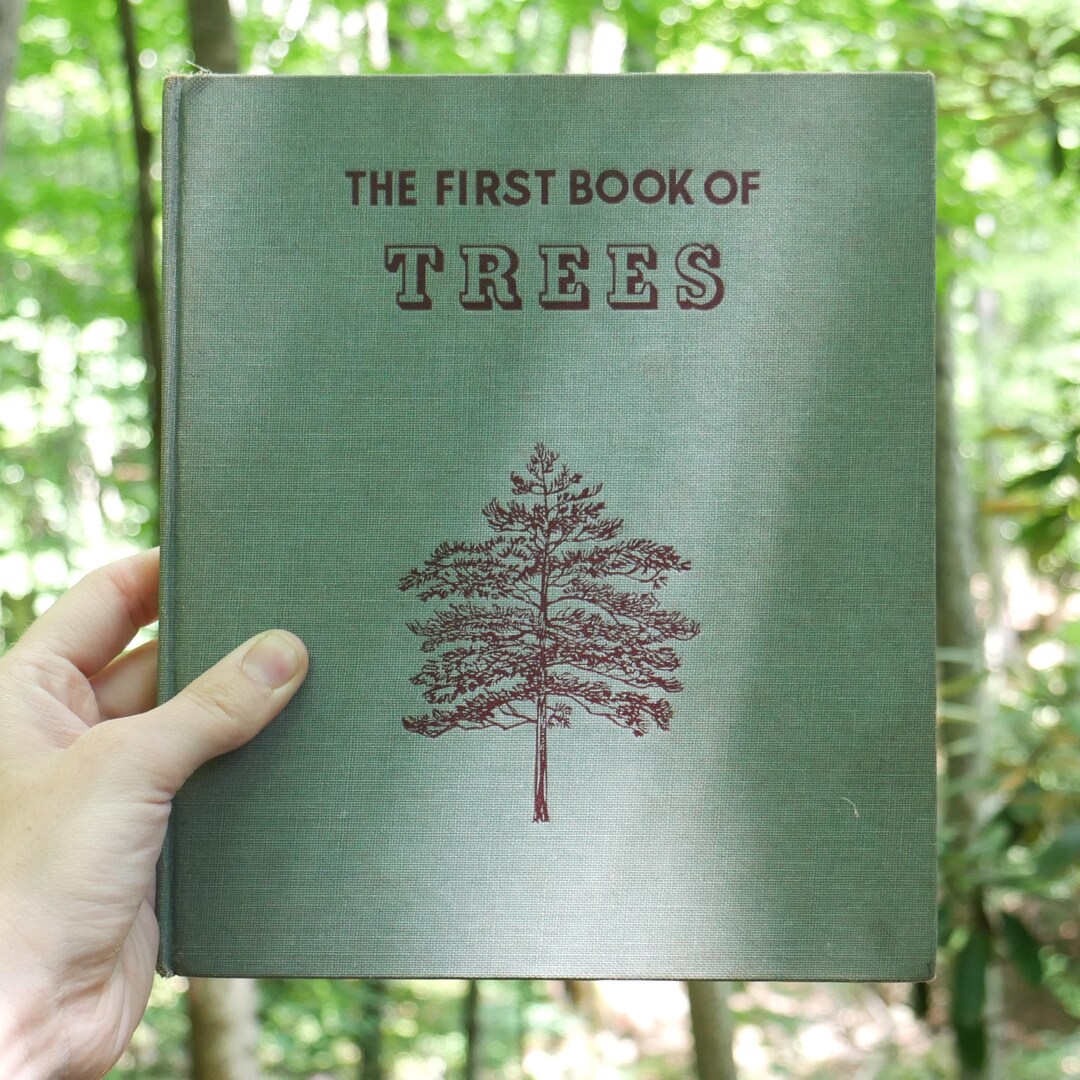 The First Book of Trees Children's Book - Etsy