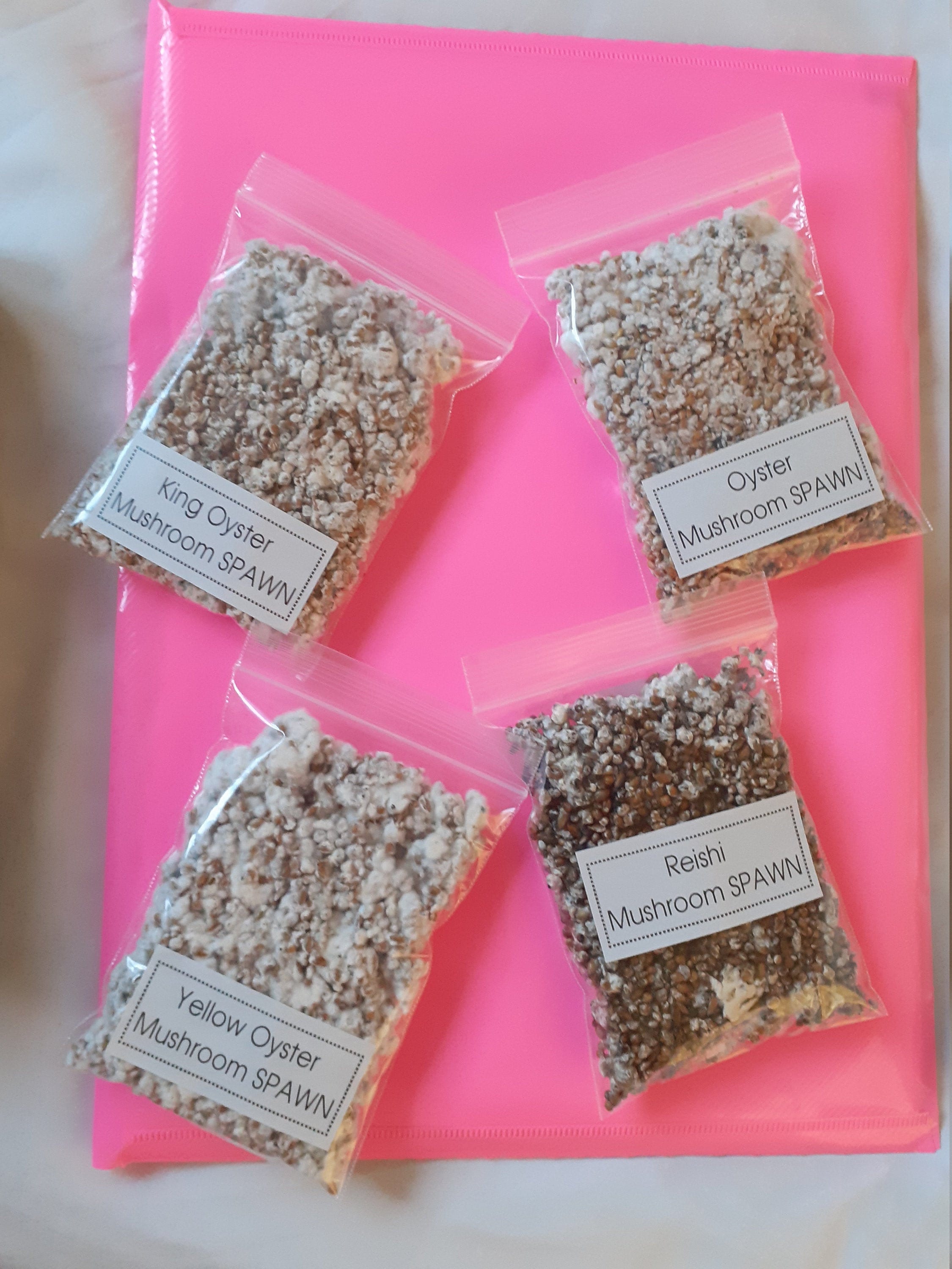 Mushroom Spawn Seeds Oyster Mushroom - Etsy UK