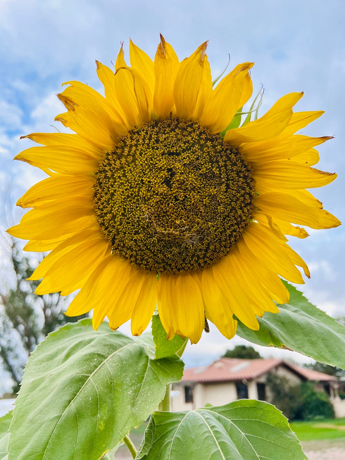 Sunflower Flower Essence - Etsy