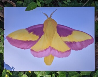 Strawberry Lemonade Moth 5x5 Art Print Rosy Maple Moth - Etsy