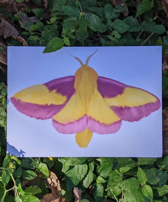 ROSY MAPLE MOTH Original Art Print - Etsy