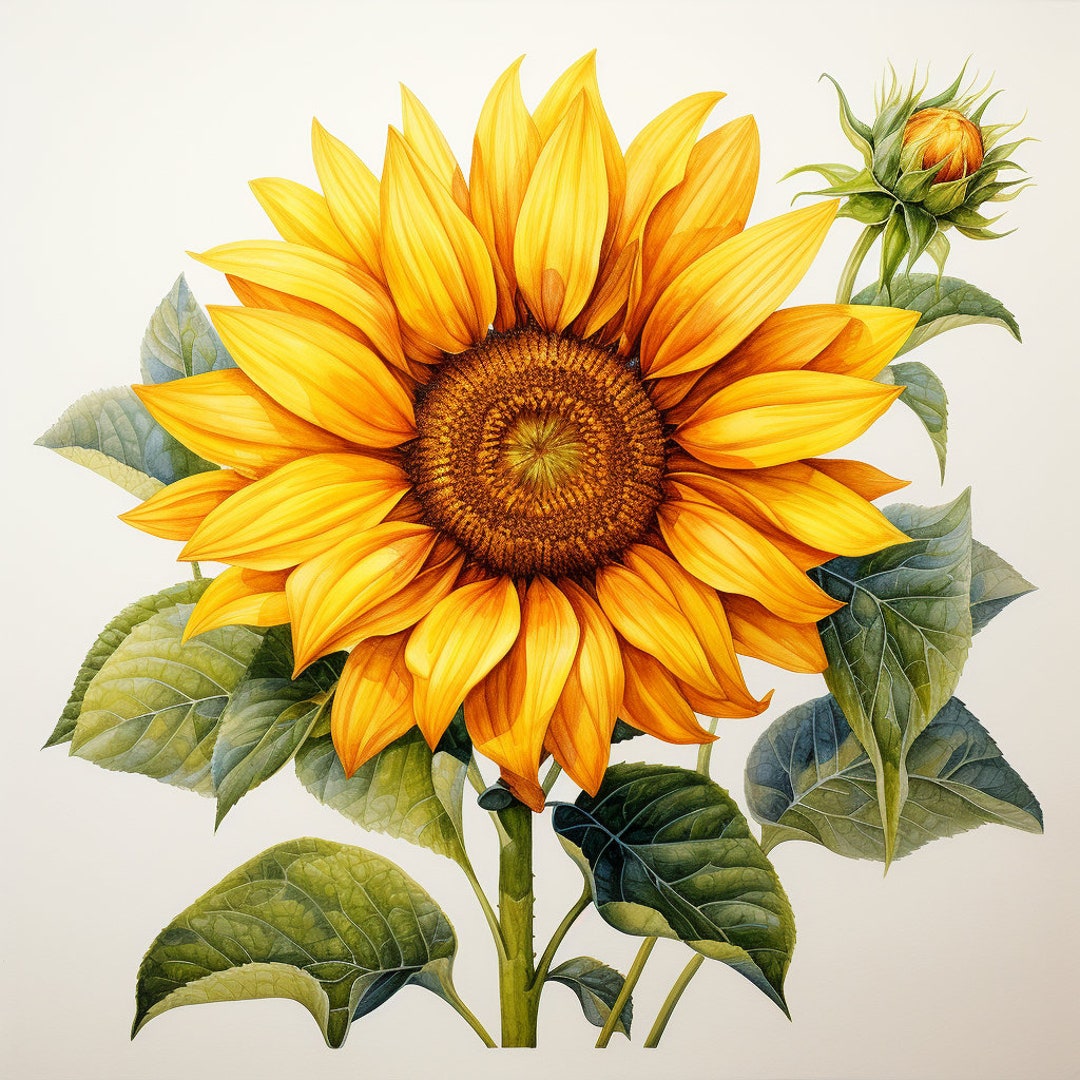 Watercolor Sunflower - Etsy