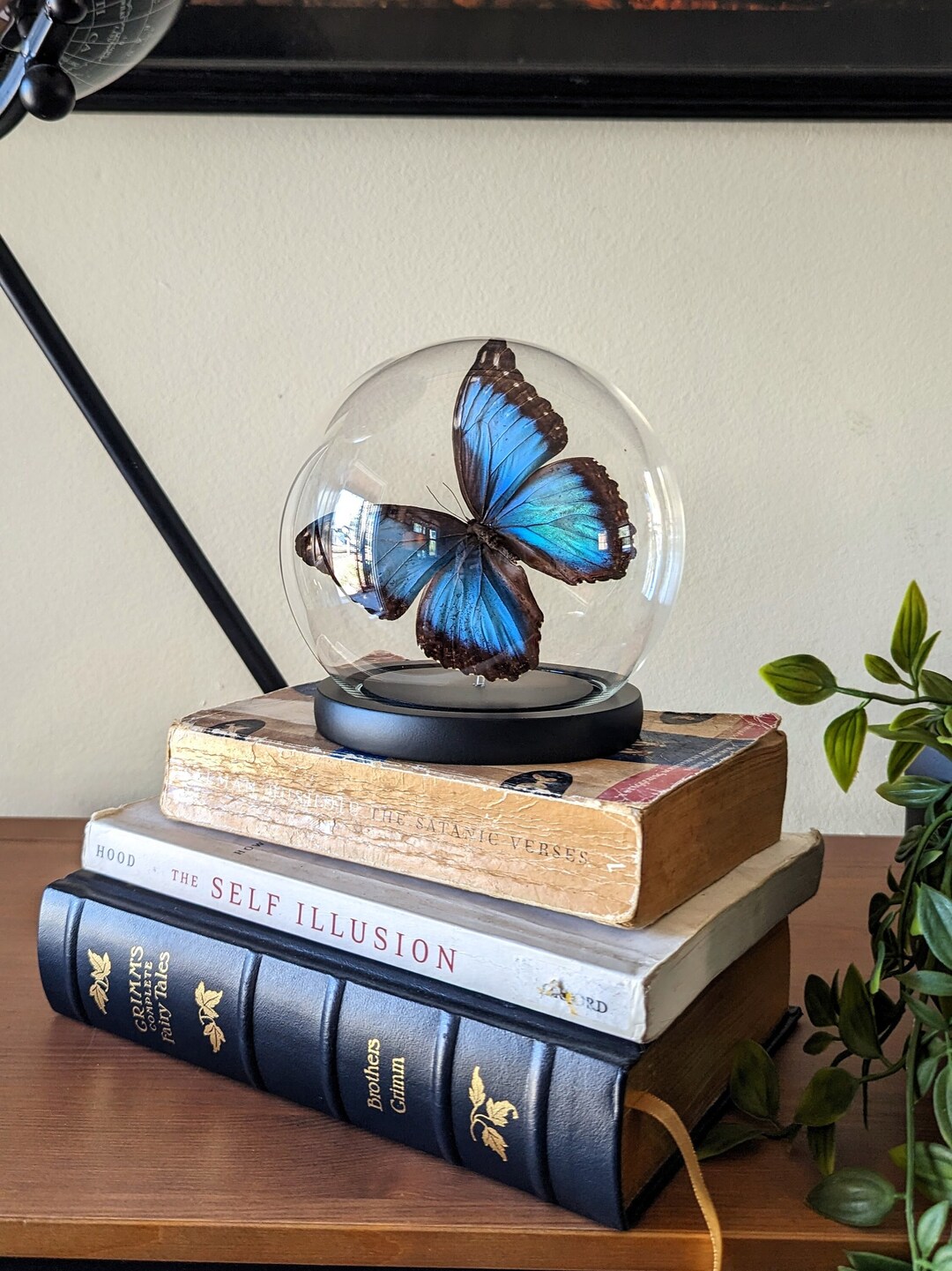 Blue Iridescent Morpho Peleides Butterfly in Glass Dome - Etsy