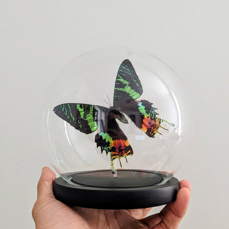 Moth Shelf - Etsy