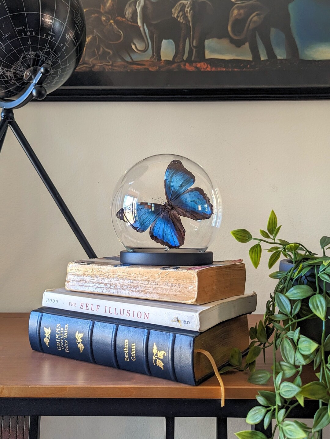 Striped Blue Morpho Butterfly in Glass Dome. Real Preserved Blue Morpho ...
