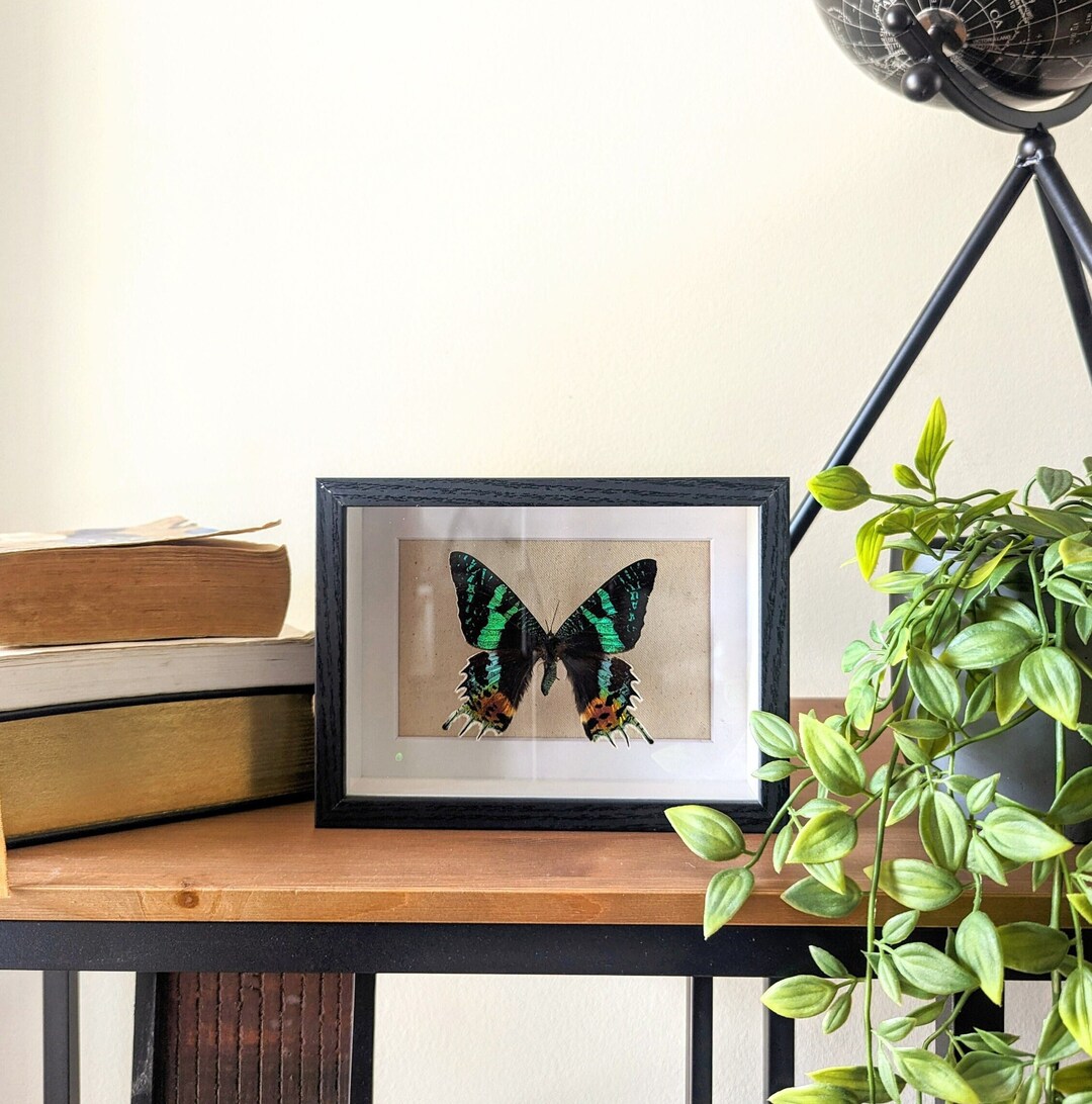 Madagascan Sunset Moth in Shadow Box Frame - Etsy