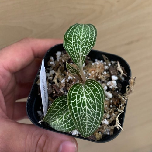 Flowerpotnursery Sea Turtle Jewel Orchid Ludochilus Sp. Sea - Etsy