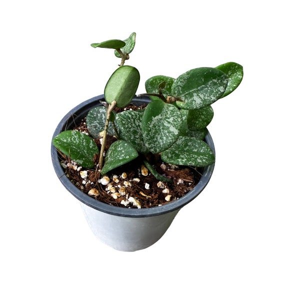 Hoya Mathilde Super Splash Hoya Mathilde Splash - Etsy