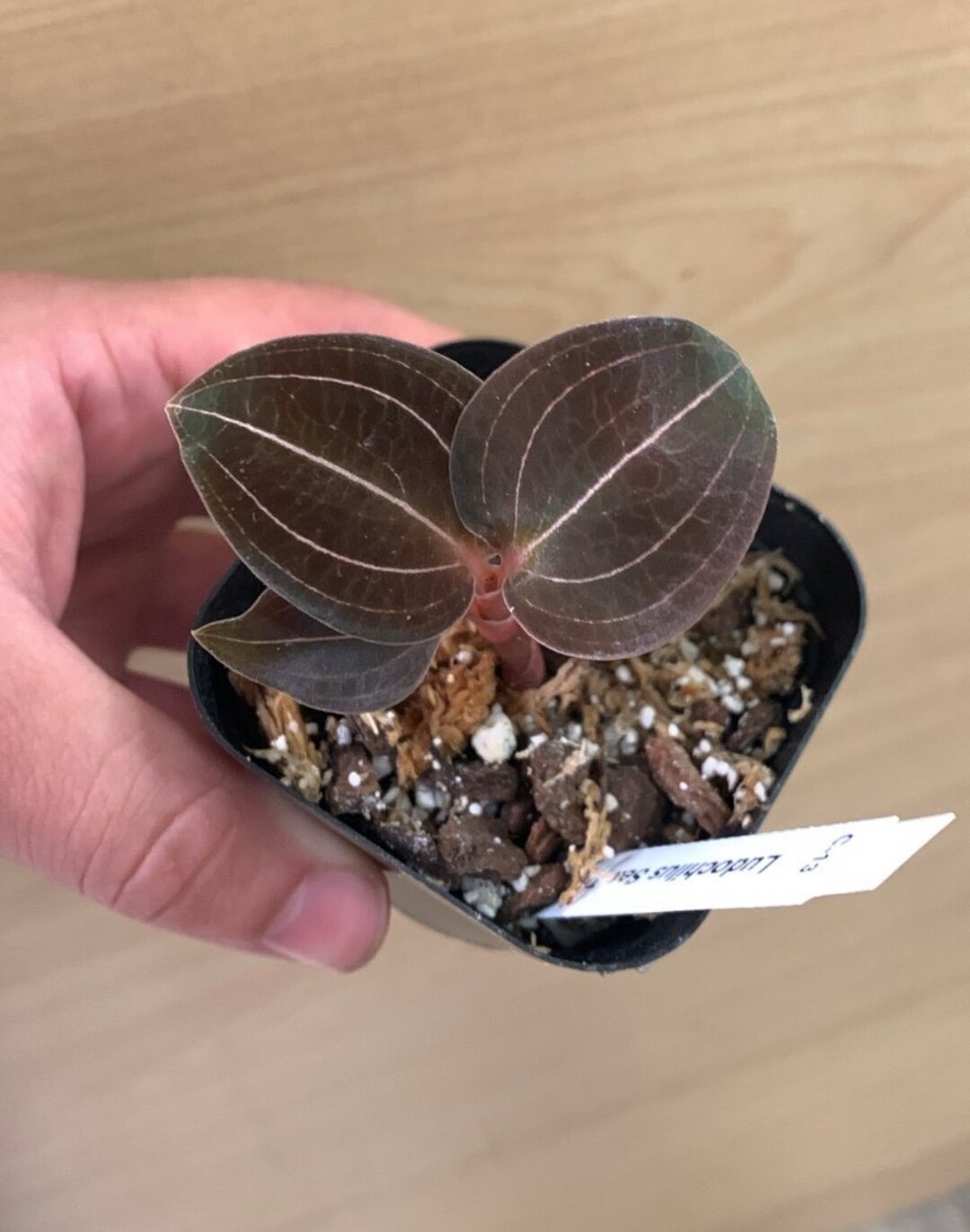 Ludochilus Sea Turtles Jewel Orchid - Etsy