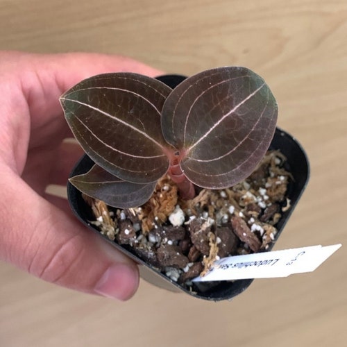 Ludochilus Sea Turtles Jewel Orchid - Etsy