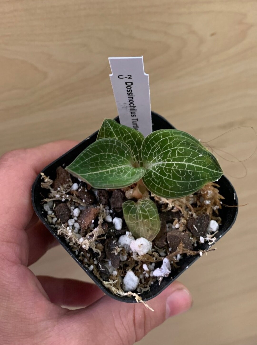 Dossinochilus Turtle Back Jewel Orchid - Etsy