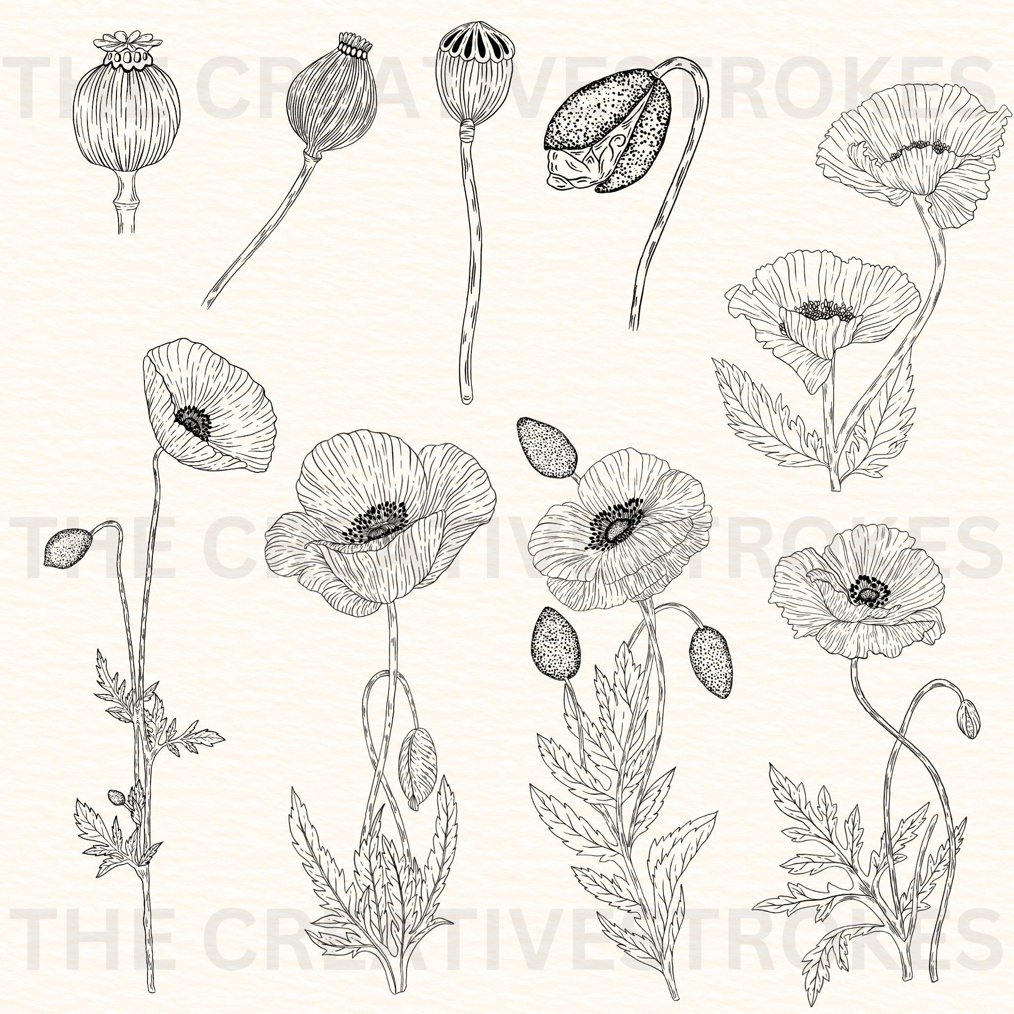 Poppy Line Art Poppy Svg Poppy Png Botanical Line Art Floral - Etsy