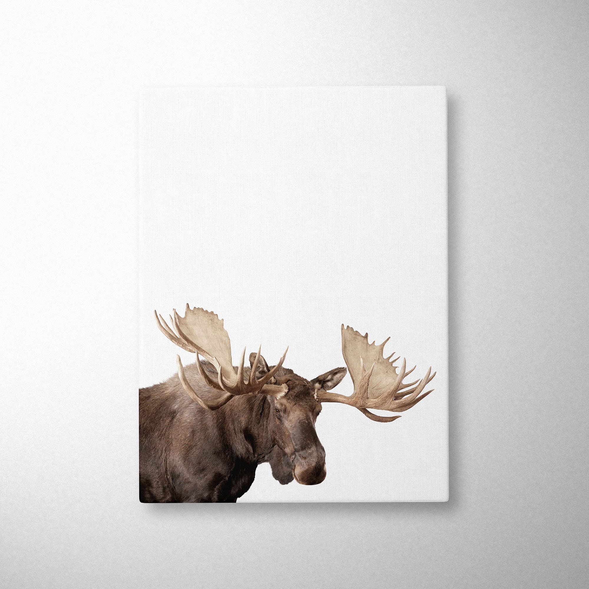 Bull Moose Wall Art Moose on White Background Digital - Etsy