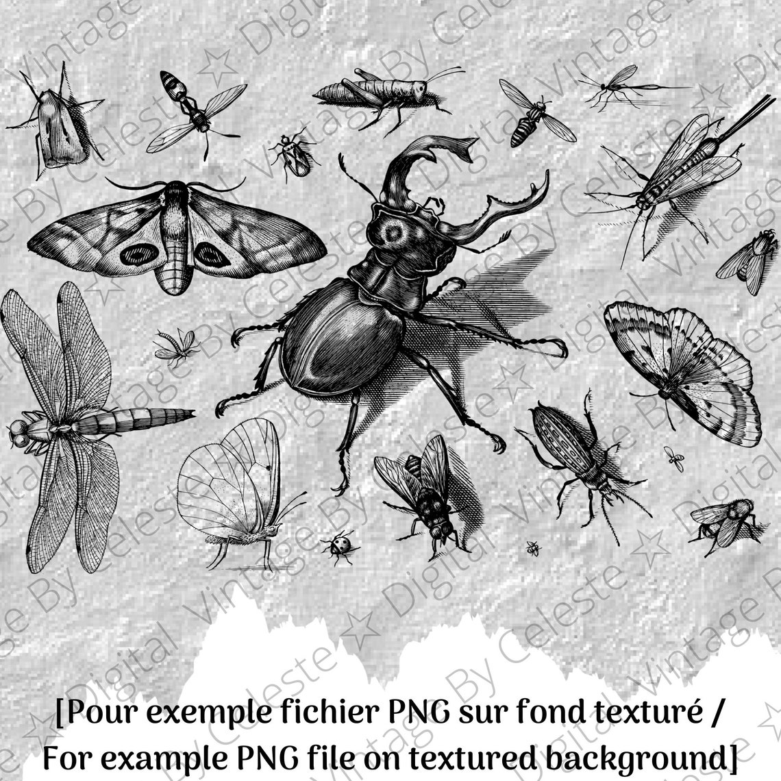 Insectes Et Papillons Planche Vintage Digital Vintage Images | Etsy