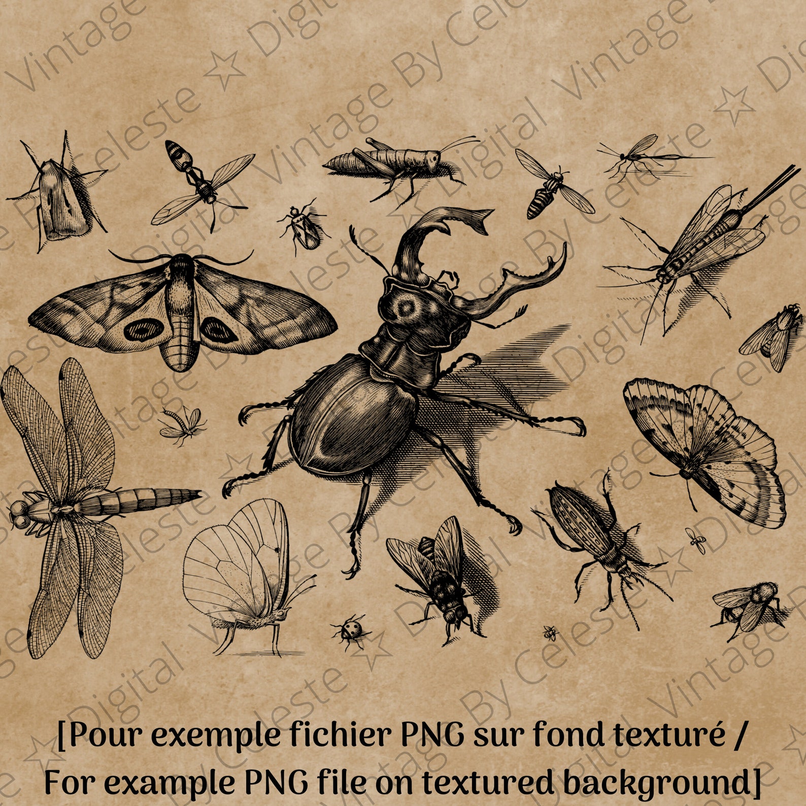 Insectes Et Papillons Planche Vintage Digital Vintage Images | Etsy