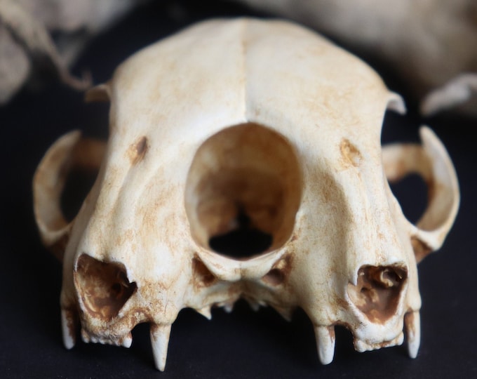 Conjoined Cat Skull Replica Oddity | 2:3 Scale | Feline Anatomy Curio ...