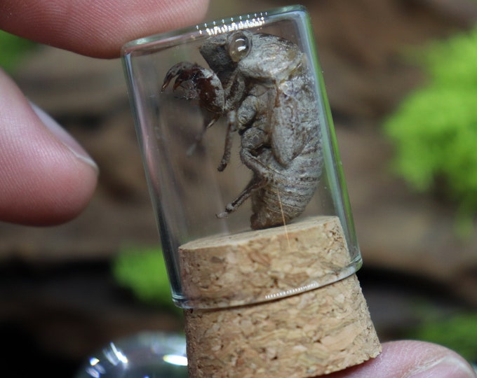 Cicada Insect Exoskeleton With Moss in Glass Jar / Vial / Terrarium ...