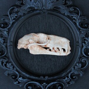 Miniature Bat Skull Resin Replica in Gothic Frame Oddity 3D Printed ...