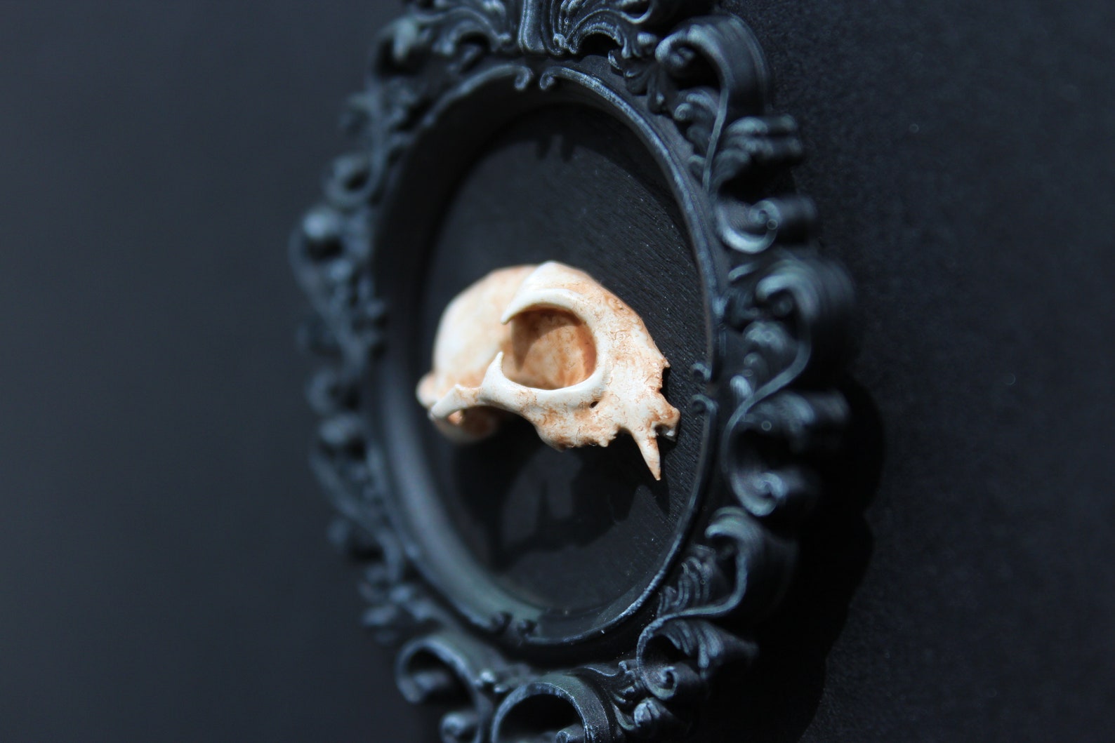 Miniature Cat Skull 1 Resin Replica in Gothic Frame - Etsy