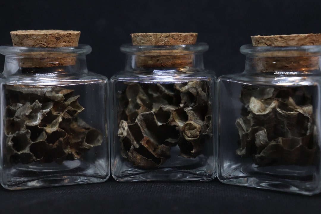 Paper Wasp Nest in Glass Jar With Cork Top | Yellow Jacket | Hornet ...