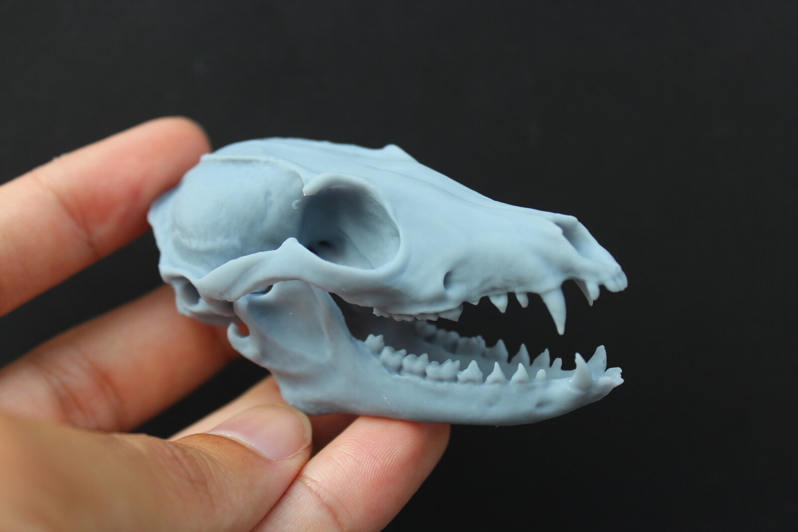 Miniature Fox Skull Replica Oddity Vulpine Anatomy Curio - Etsy