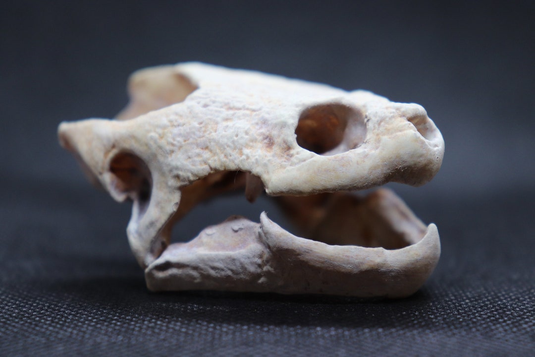 Snapping Turtle Skull Replica Oddity | Reptile Anatomy Curio | 3D ...