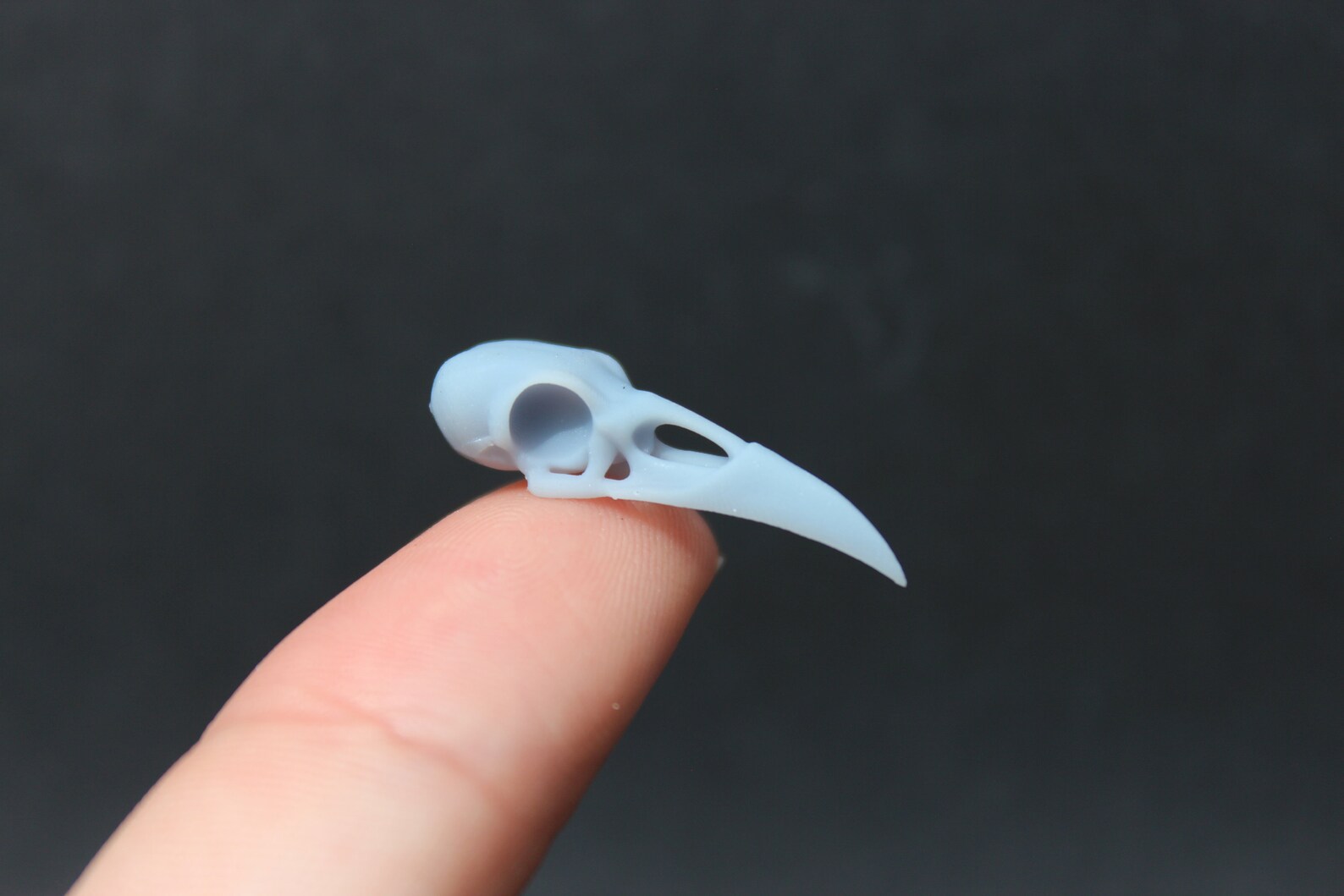 Miniature Raven Skull 1 Replica Oddity Corvid Anatomy | Etsy