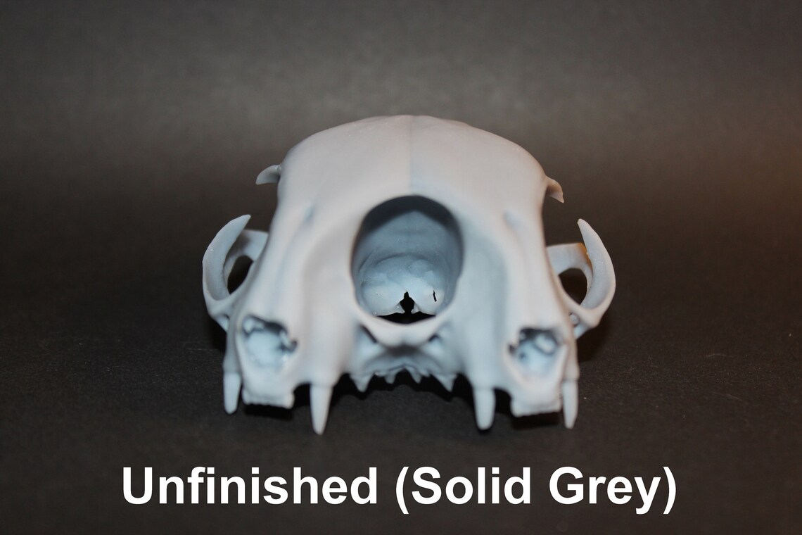 Conjoined Cat Skull Replica Oddity 2:3 Scale Feline - Etsy