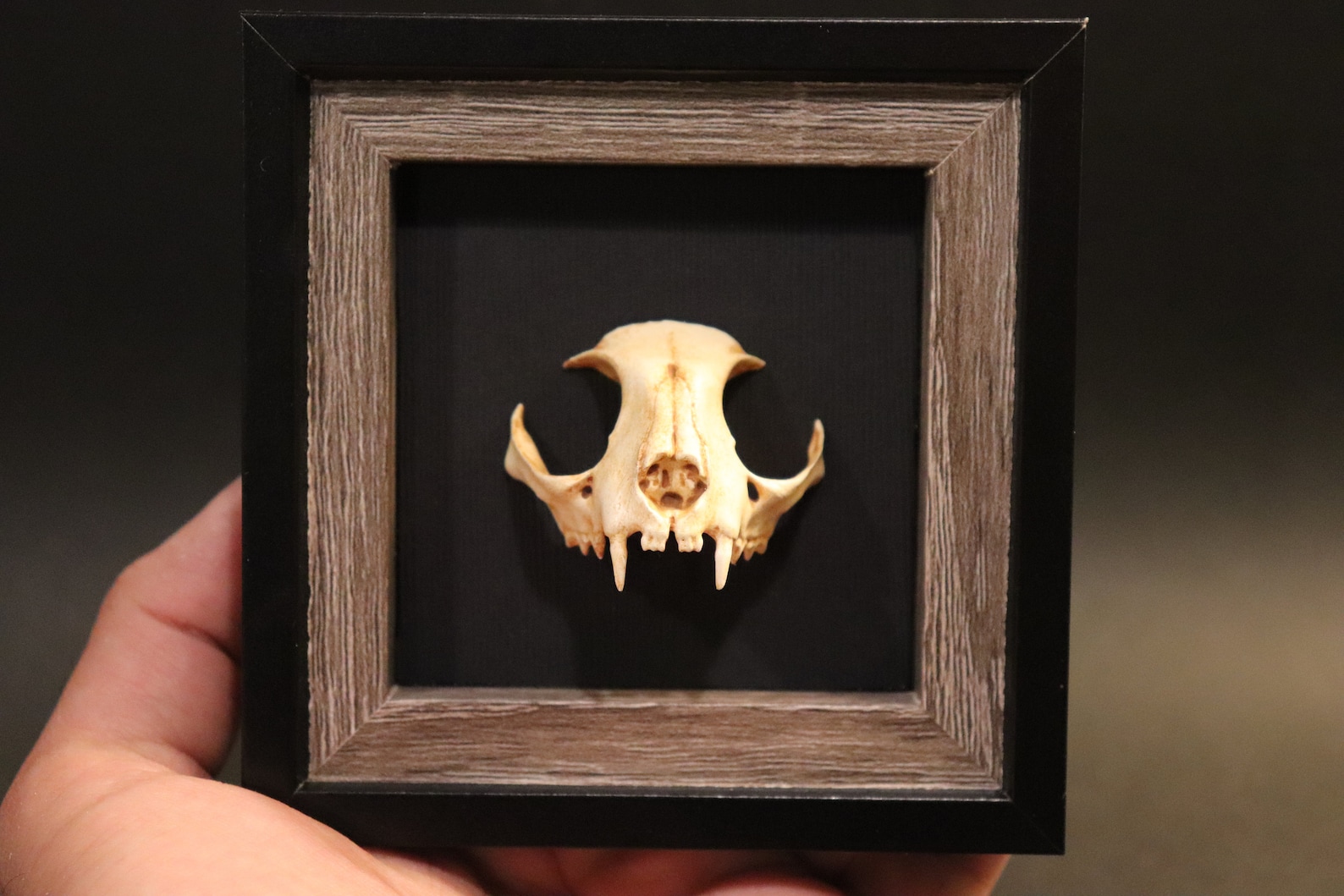 Faux Cat Skull Taxidermy Oddity 3D Printed Bones Mounted - Etsy