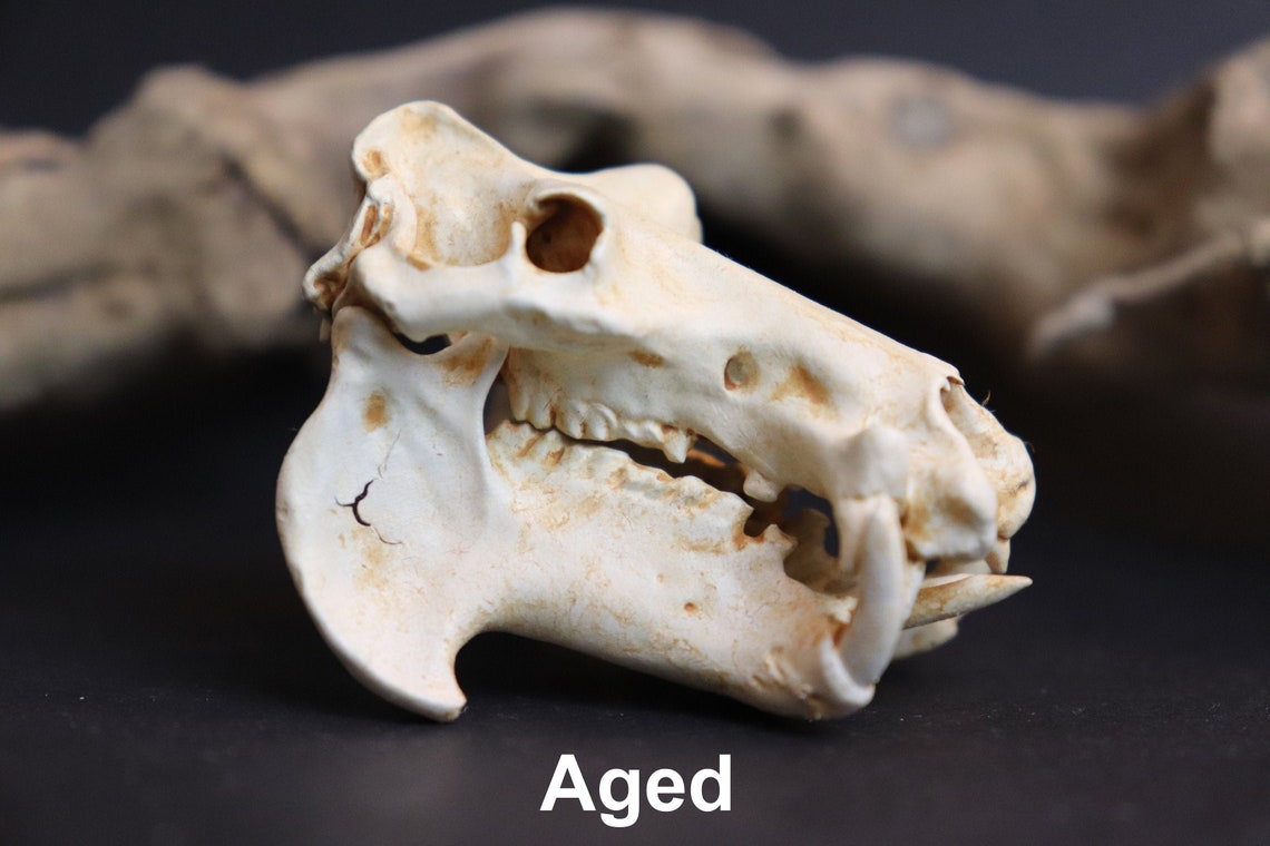 Hippo Skull Miniature Replica Hippopotamus Anatomy Curio | Etsy