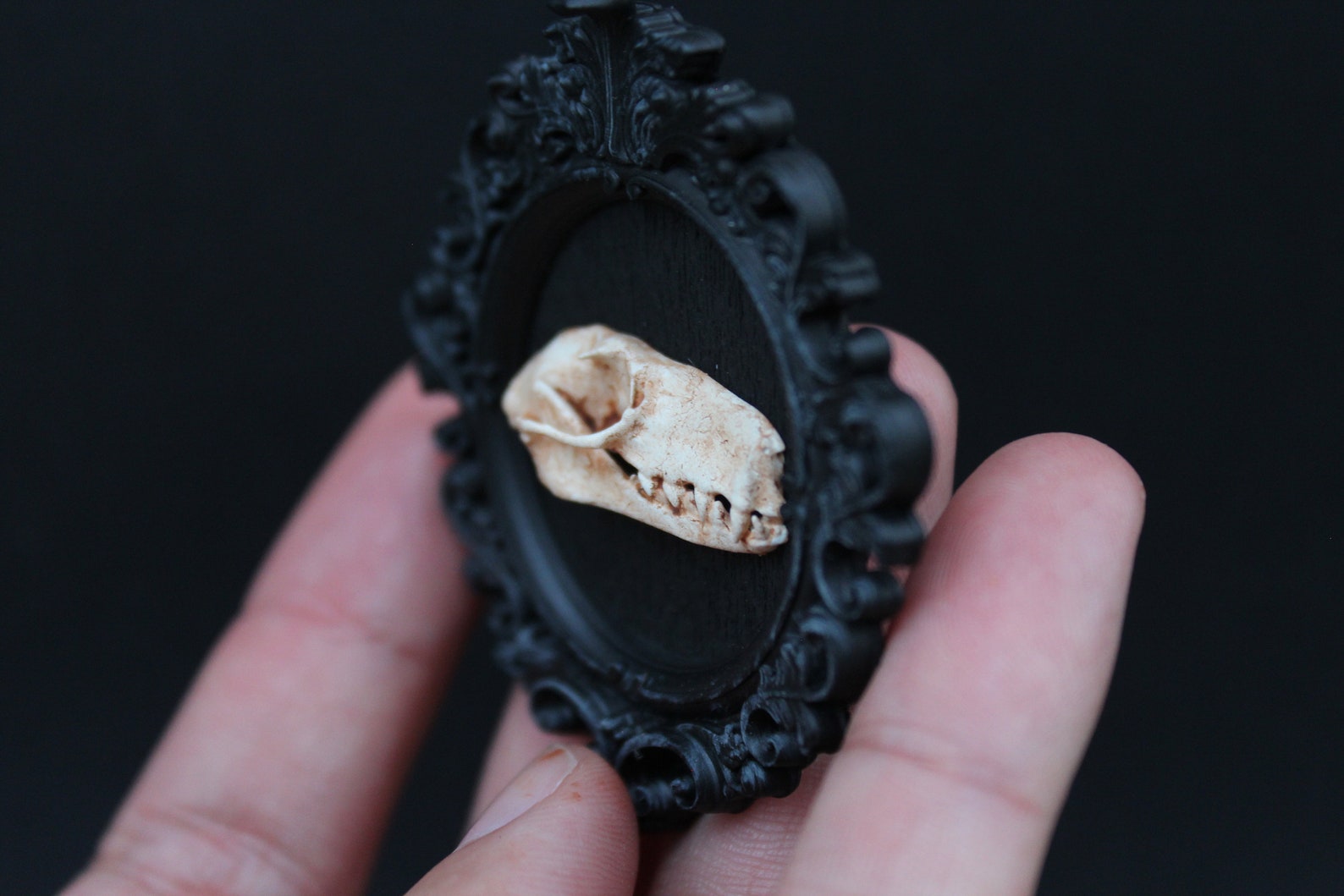 Miniature Bat Skull Resin Replica in Gothic Frame Oddity 3D | Etsy