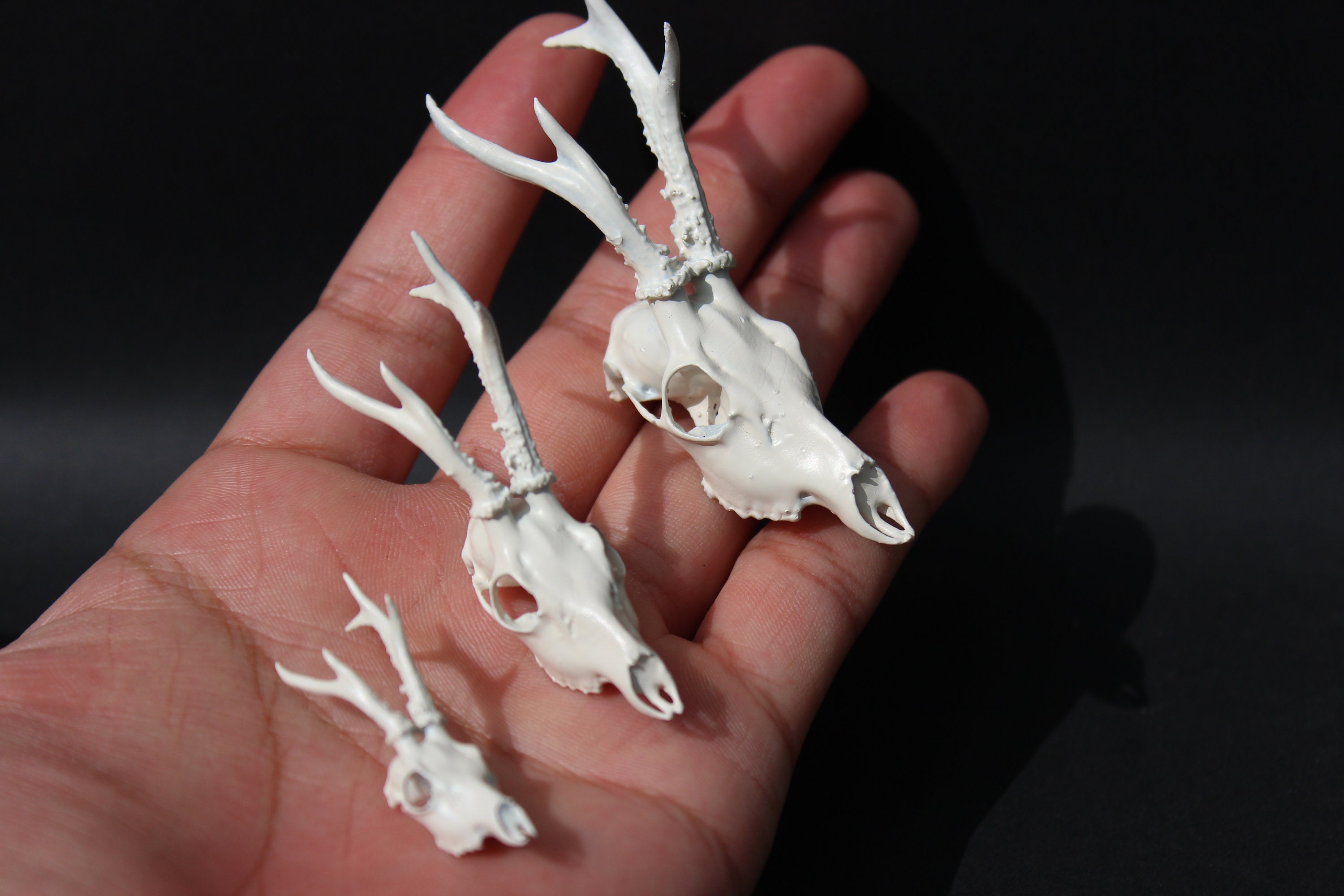 Miniature Deer Skull Replica Oddity Cervine Anatomy Curio | Etsy