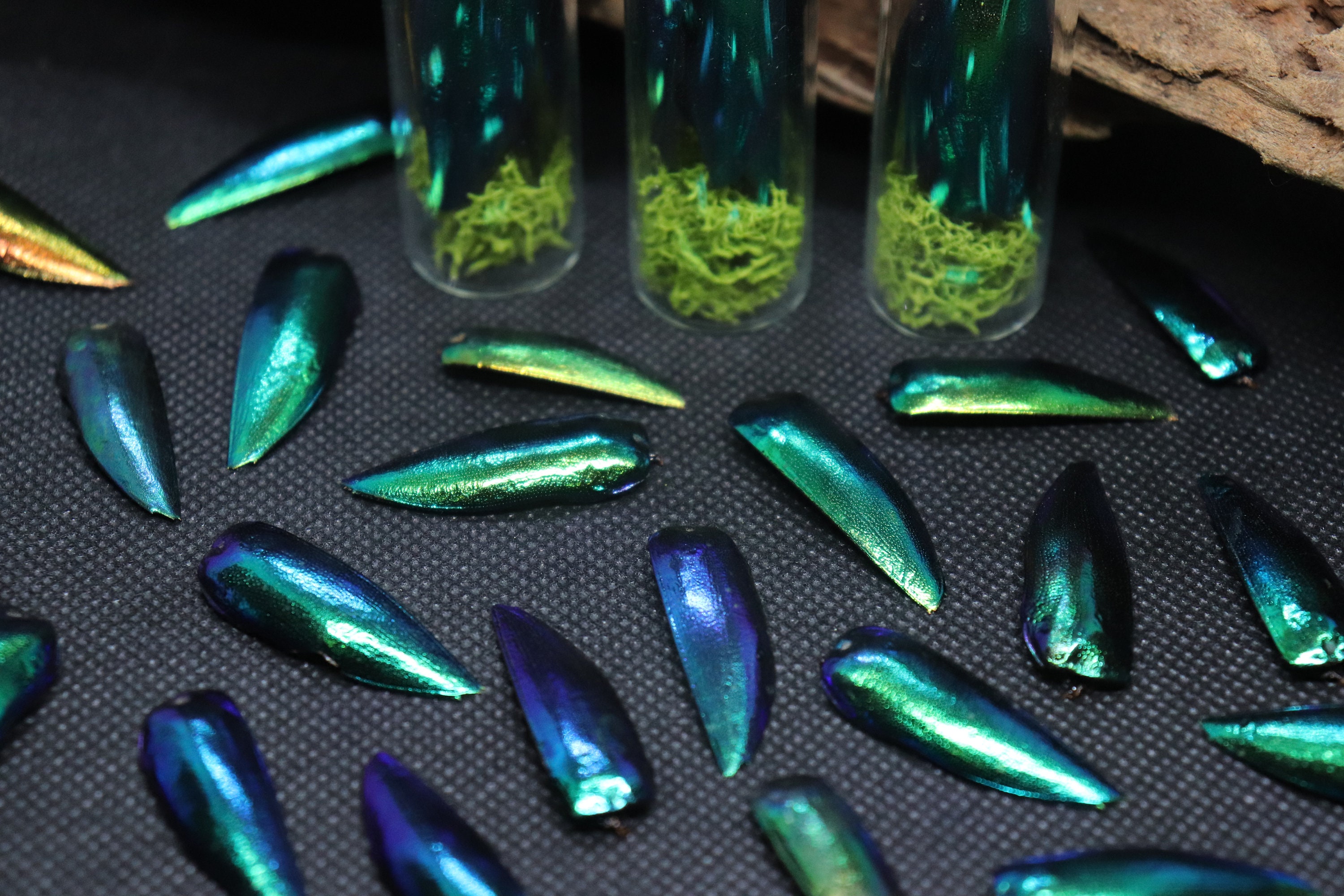 Emerald Jewel Beetle Wings Insect Parts With Moss in a Glass - Etsy