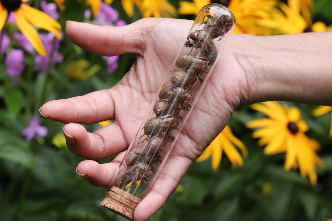 Cicada Insect Exoskeletons X10 in Glass Test Tube / Vial / Terrarium ...