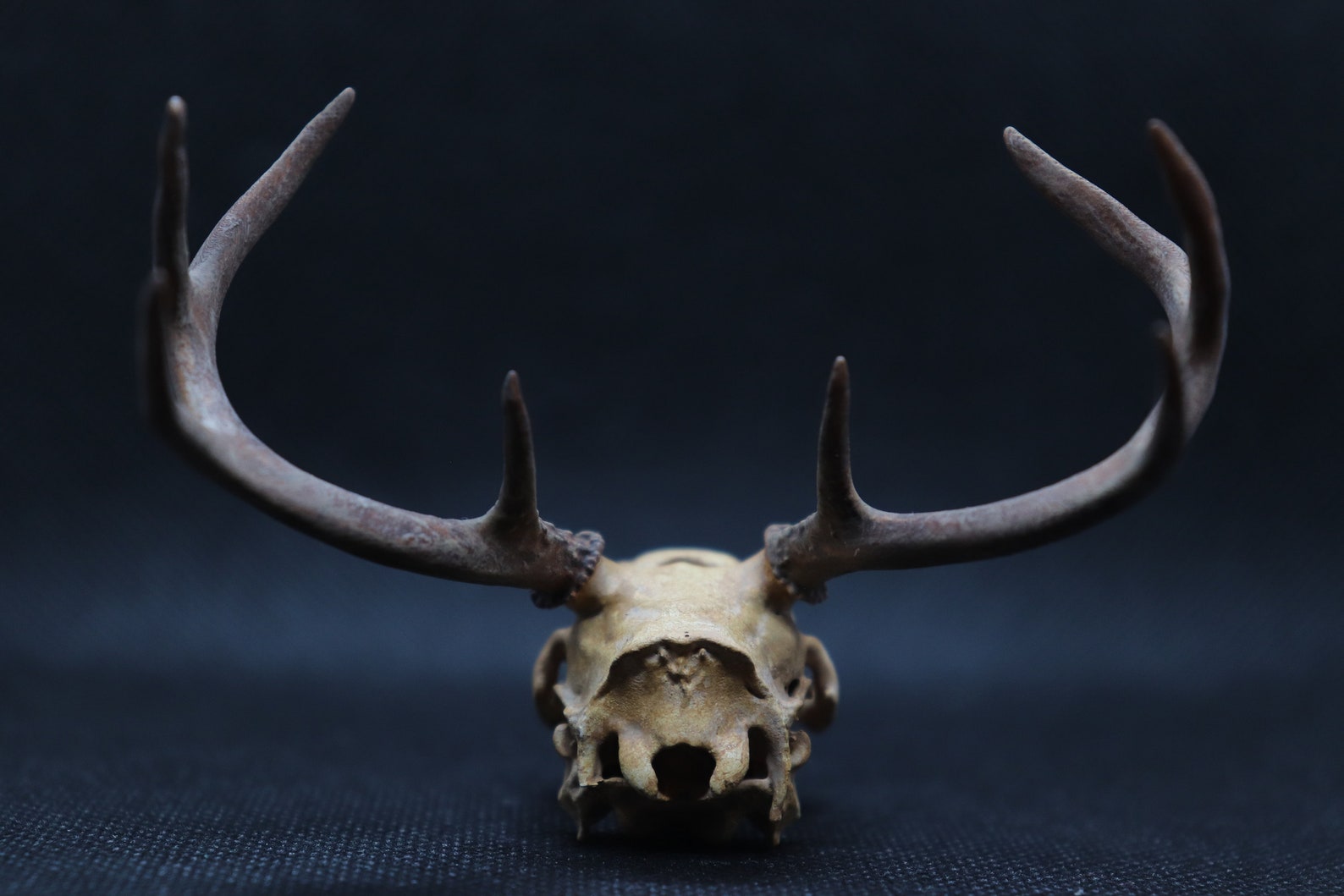 Jackalope Skull Replica Rabbit Antelope Hybrid Anatomy Curio - Etsy