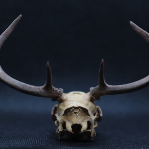 Jackalope Skull Replica Rabbit Antelope Hybrid Anatomy Curio Mythical Folklore Curiosity ...