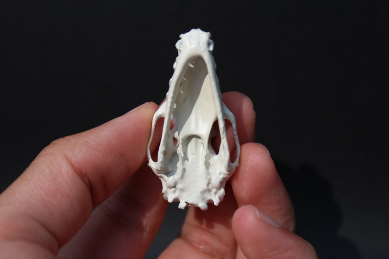 Fruit Bat Skull Replica Oddity Witchy Altar Anatomy Curio - Etsy