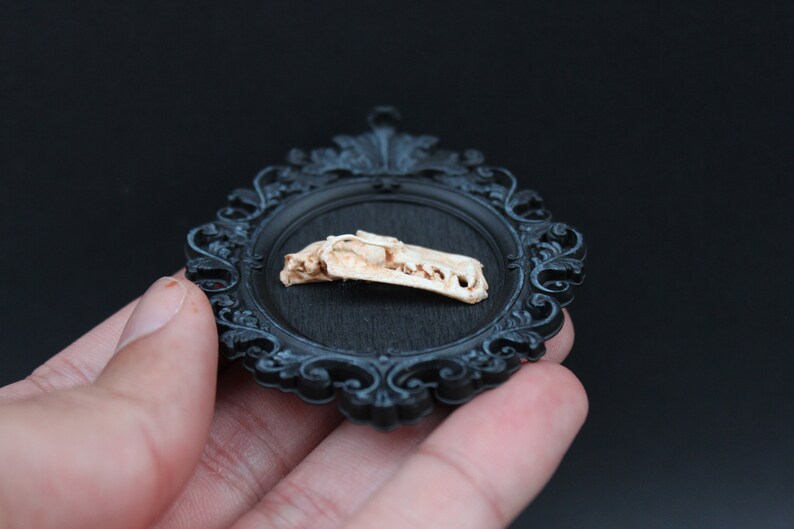 Miniature Bat Skull Resin Replica in Gothic Frame Oddity 3D | Etsy