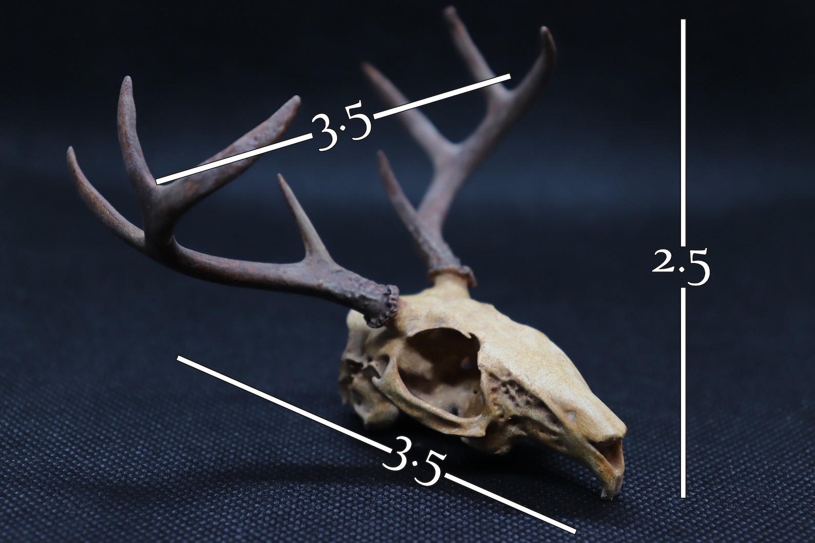 Jackalope Skull Replica Rabbit Antelope Hybrid Anatomy Curio - Etsy