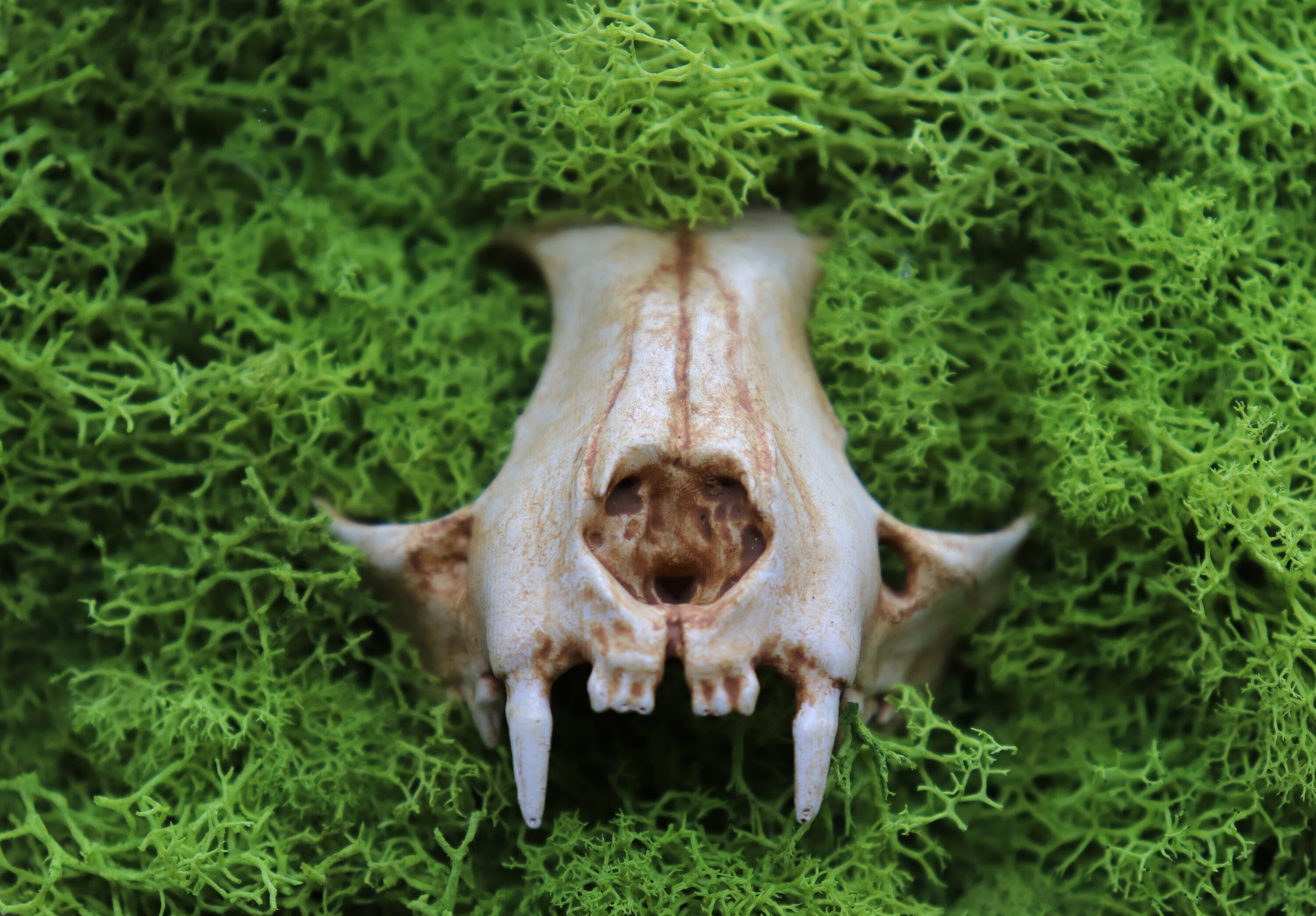 Faux Cat Skull Taxidermy Oddity 3D Printed Bones and Moss | Etsy