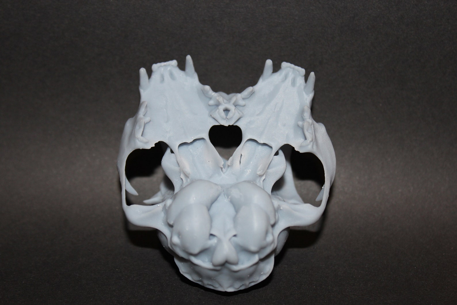 Conjoined Cat Skull Replica Oddity 2:3 Scale Feline - Etsy